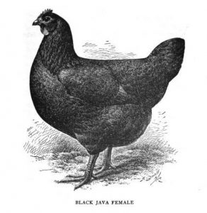 Java Chicken - Breed Profile - Backyard Poultry